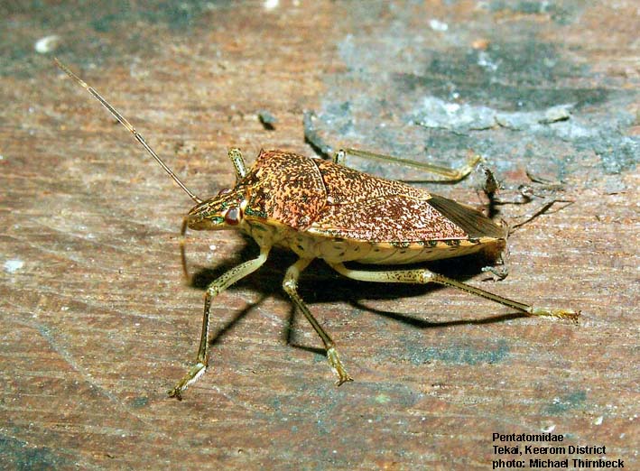 Papua Insects Foundation (Hemiptera/Heteroptera)